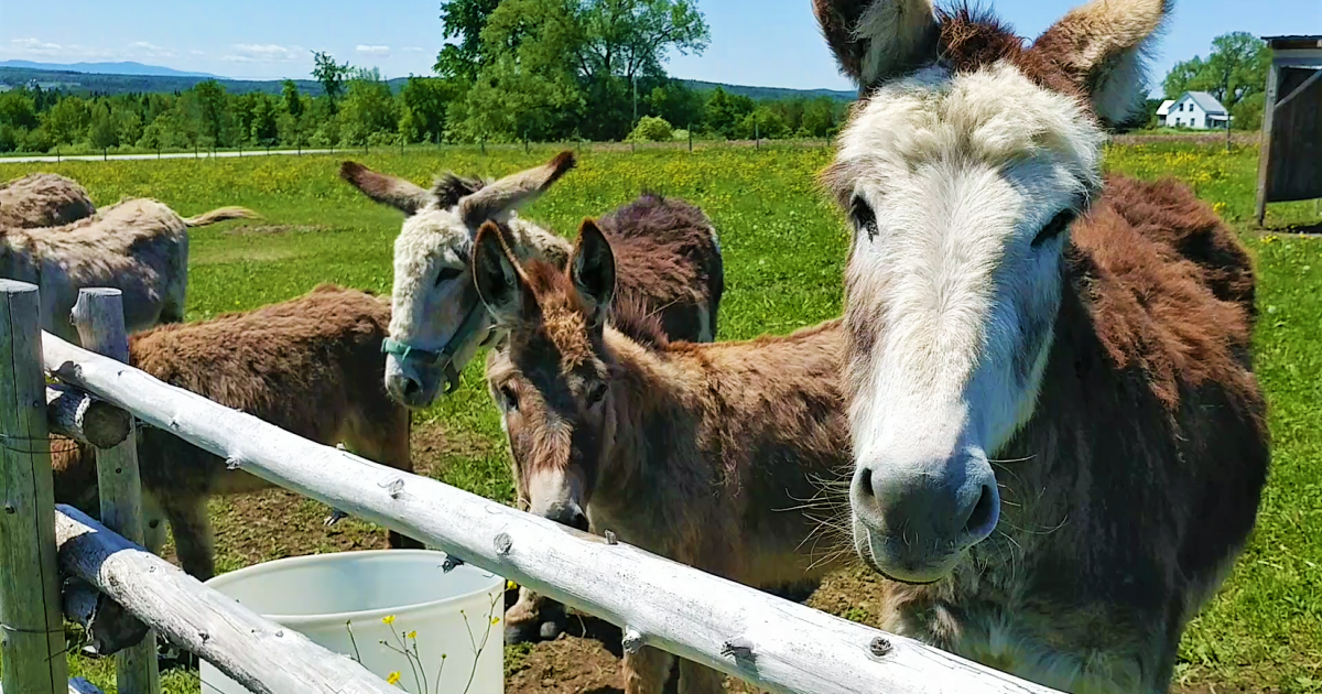 Ma découverte d’un circuit animal très unique dans les Cantons ...